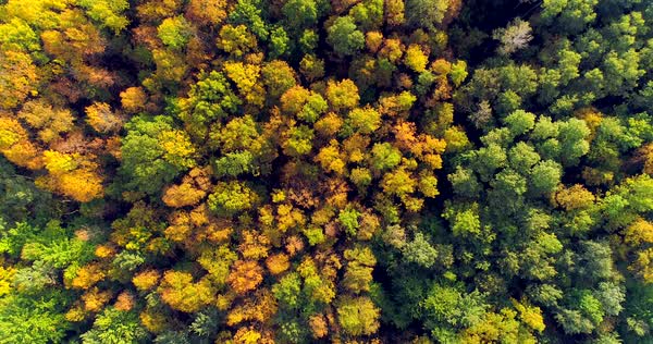Looking down on forest of breathtaking autumn colors with winding river, aerial flyover. - Stock ...