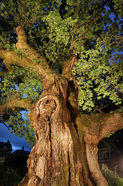 The Birnam Oak, an ancient English oak tree (Quercus robur) nearly 1000 years old, Perthshire ...