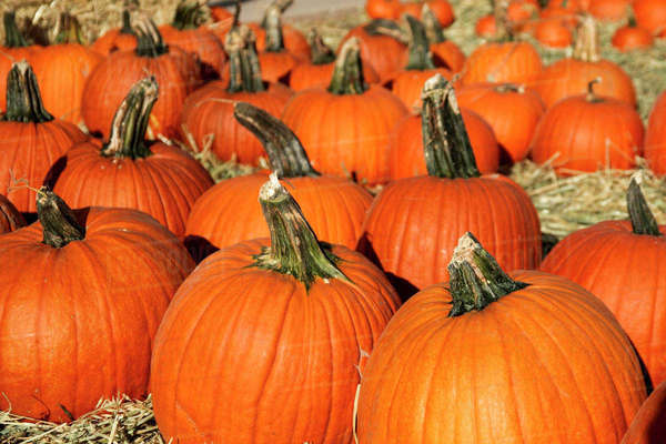 Large group of pumpkins - Royalty-free Stock Photo | Dissolve