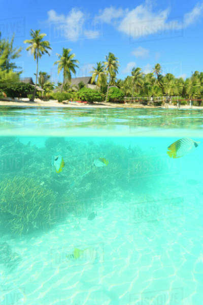 Colorful fish swimming in tropical water - Royalty-free Stock Photo ...