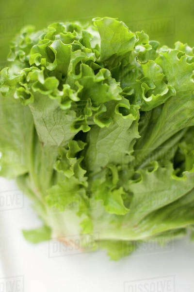 Close up of chicory lettuce - Royalty-free Stock Photo | Dissolve
