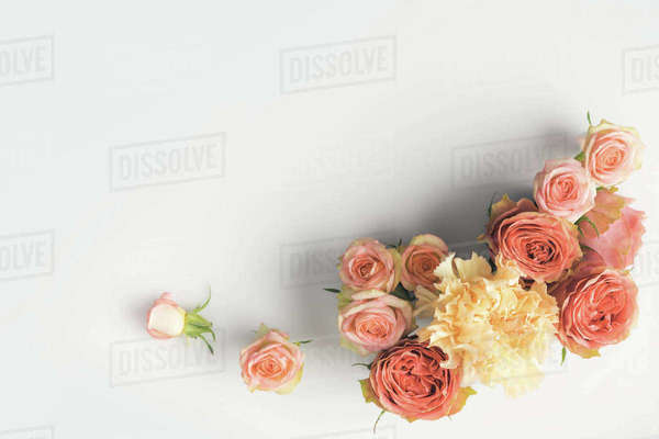 pink rose flowers isolated on white background with copy space - Stock ...
