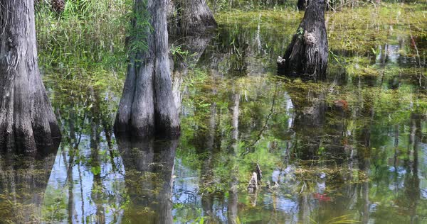 Florida Everglades Cypress National Park swamp. International Biosphere ...