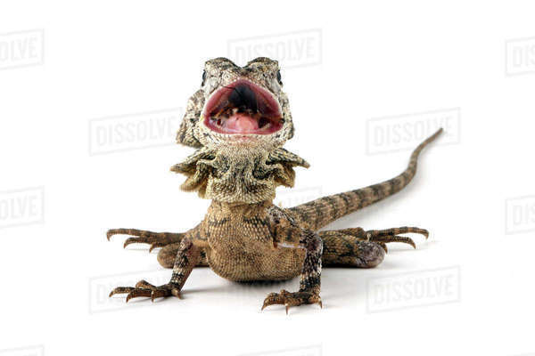 Angry frilled-neck lizard (chlamydosaurus kingii) against a white background - Stock Photo ...