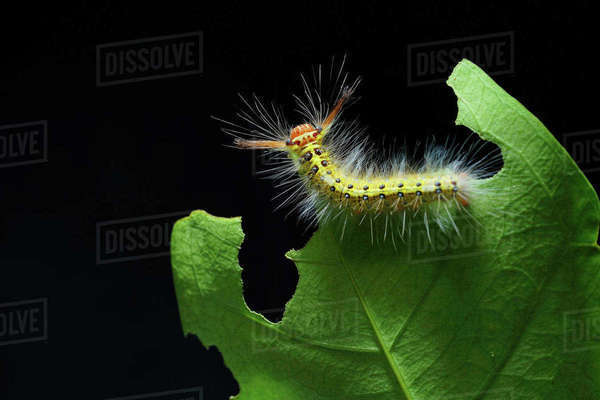 Caterpillar feeding on a leaf, Thailand - Royalty-free Stock Photo ...