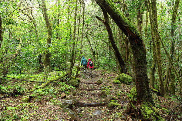 Rainforest in Garajonay National Park, UNESCO World Heritage Site, La ...
