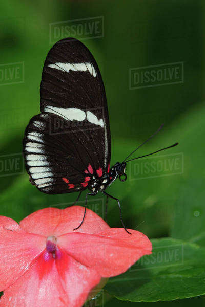 Small Postman butterfly, Heliconius erato - Royalty-free Stock Photo | Dissolve