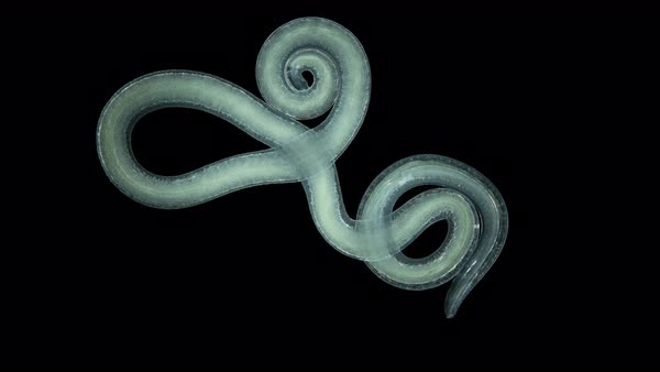 Marine nematode worm, light microscopy - 4K Royalty-free Stock Video Footage | Dissolve