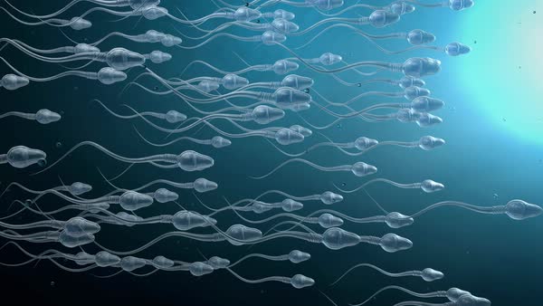 Sperm Cells Swimming Animation Stock Video Footage Dissolve