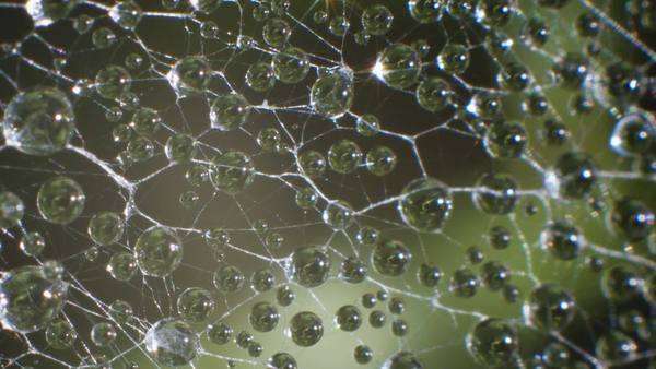 Microscopic water droplets on web - HD Royalty-free Stock Video Footage | Dissolve