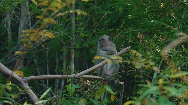 Long-tailed Macaque chilling on a tree in the Jungle, in slow motion, Thailand. - Stock Video ...
