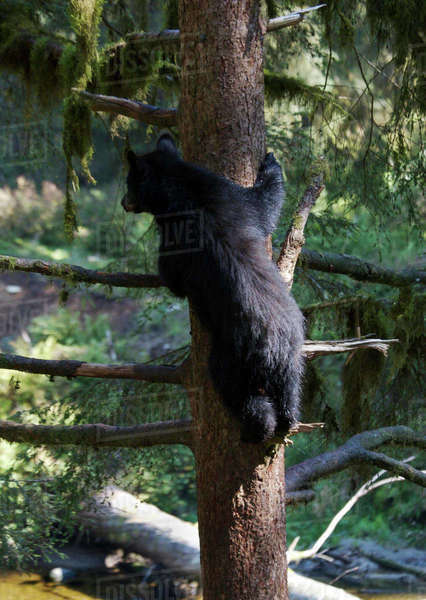 Black bear (Ursus americanus) climbing tree in Tongass National Forest; Anan Creek, Alaska ...