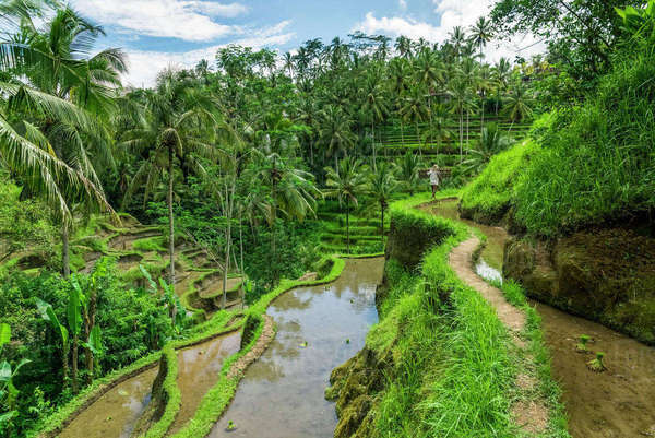 Tegallalang rice terraces near to Ubud; Tegallalang, Bali Island, Indonesia - Stock Photo - Dissolve