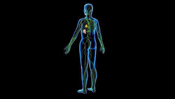 Animation of the female lymphatic system. HD contains a transparent ...
