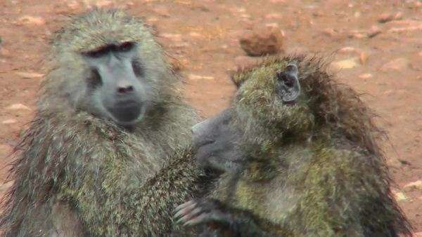Baboons pick fleas off each other in a grooming ritual in Africa. - HD ...