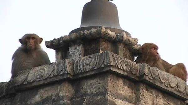 Monkeys on a religious statue at Monkey Temple in Kathmandu - HD ...