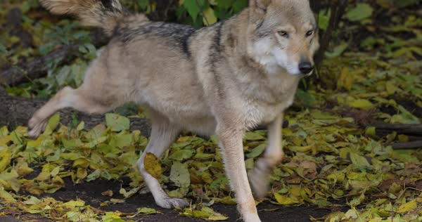 Wolf (Canis lupus), also known as the gray wolf is the largest extant ...