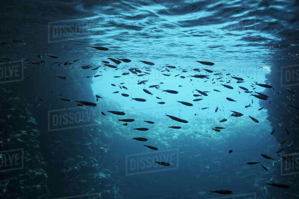Fish swimming underwater in blue ocean, Vava'u, Tonga, Pacific Ocean ...