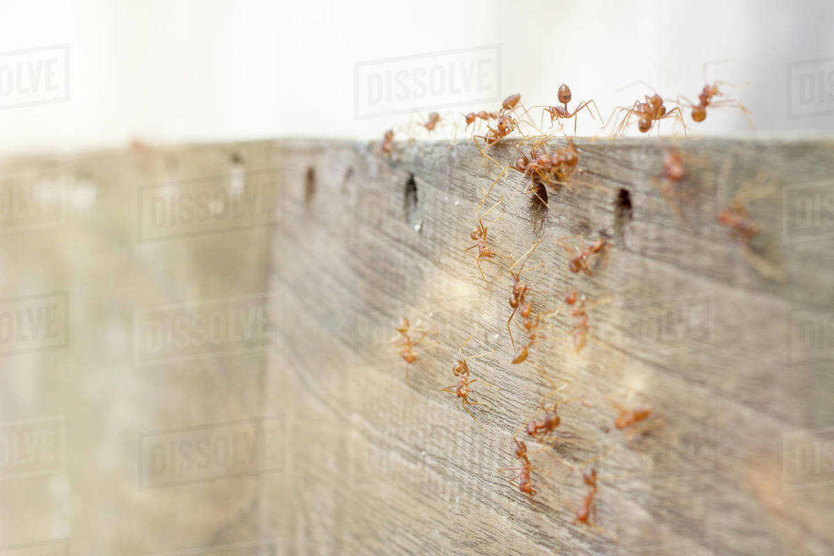 Fire ants are looking for food. Action group of fire ants on blurred ...