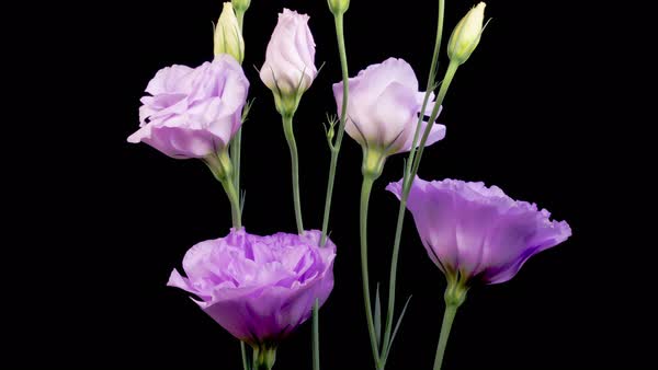 Eustoma Blossoms. Blooming Violet Eustoma Grandiflorum (Japanese Rose ...