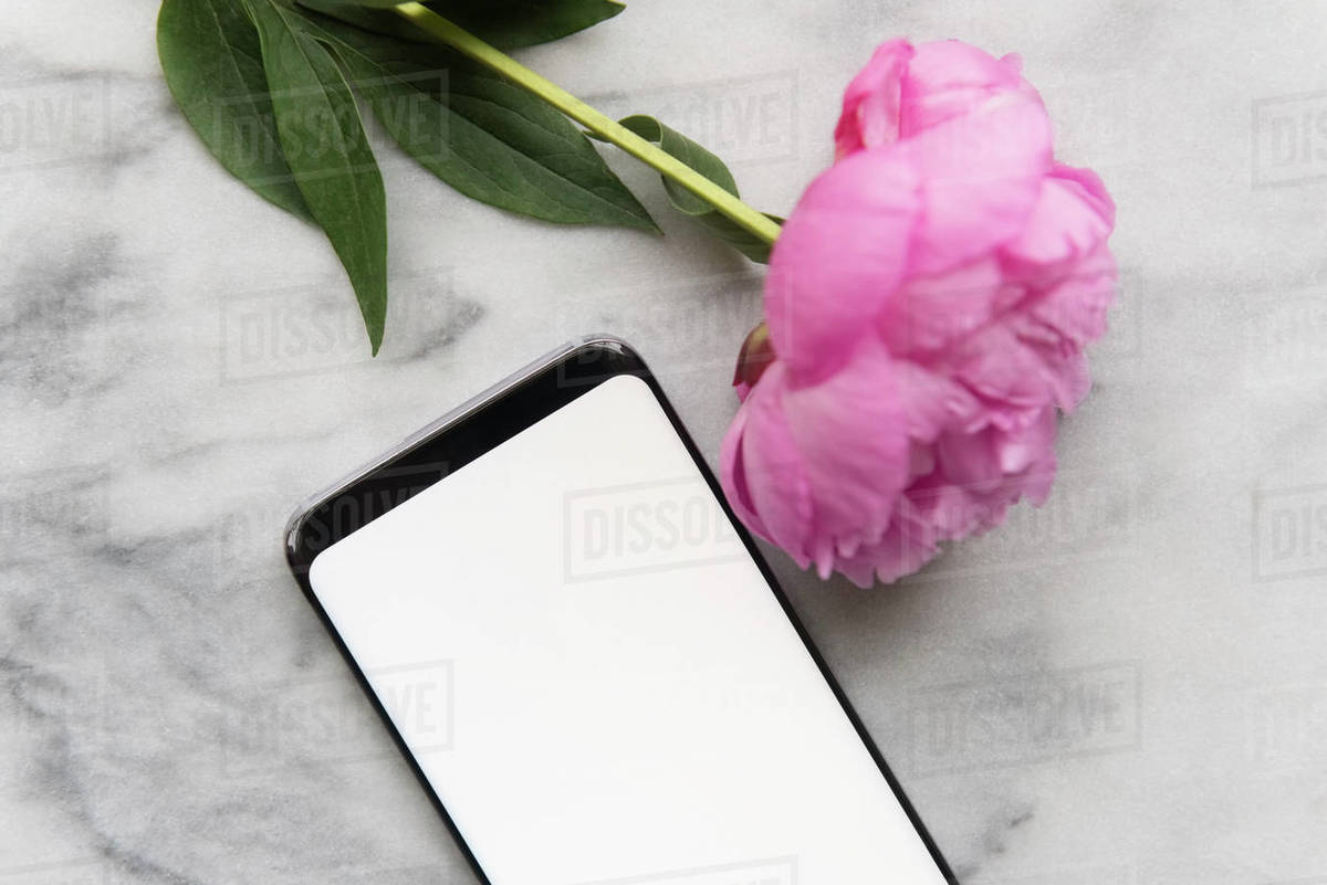 Smart phone and flower - Stock Photo - Dissolve