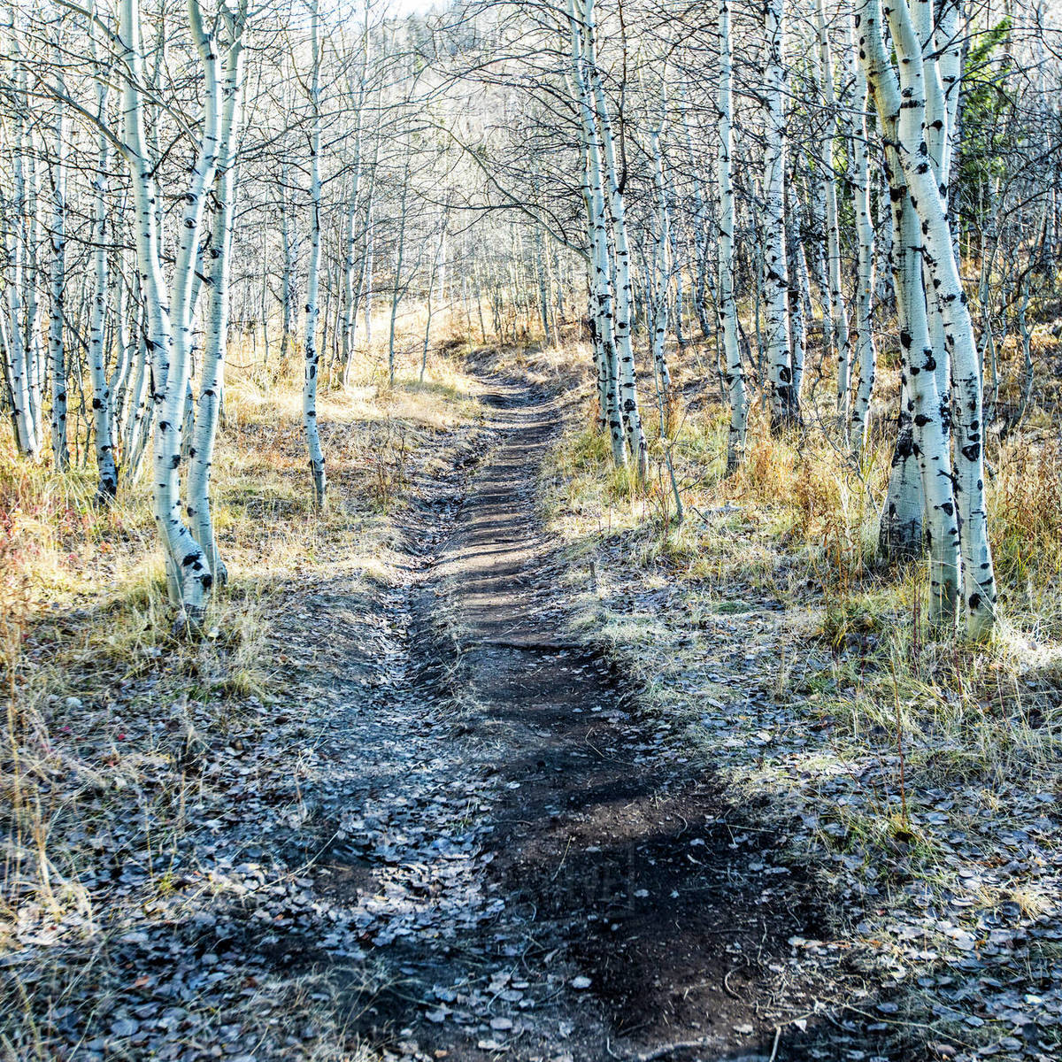 Path through aspen forest - Royalty-free Stock Photo | Dissolve
