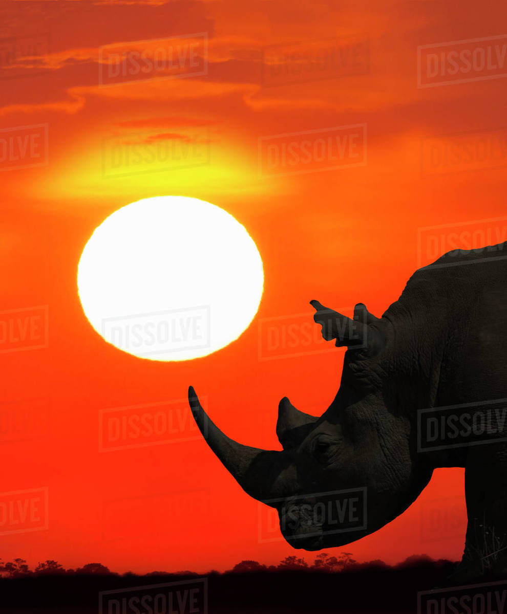 Profile of rhinoceros at sunset - Royalty-free Stock Photo | Dissolve