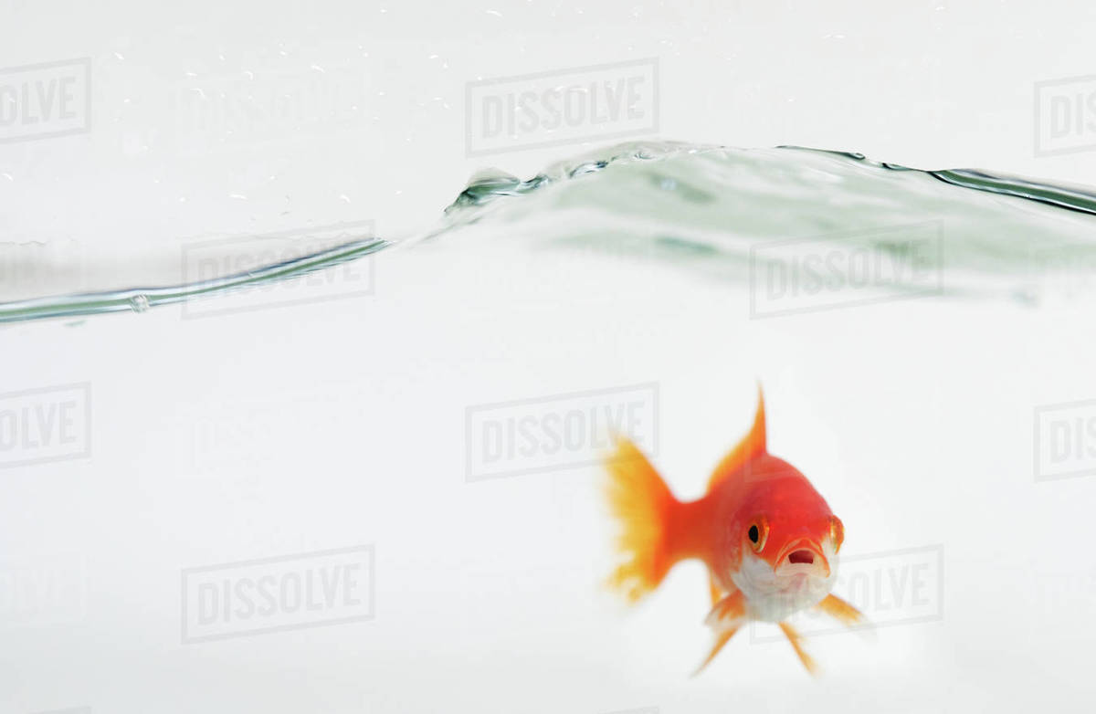 Goldfish under waves - Royalty-free Stock Photo | Dissolve