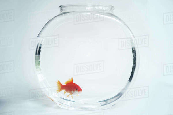 Goldfish in fishbowl - Stock Photo - Dissolve