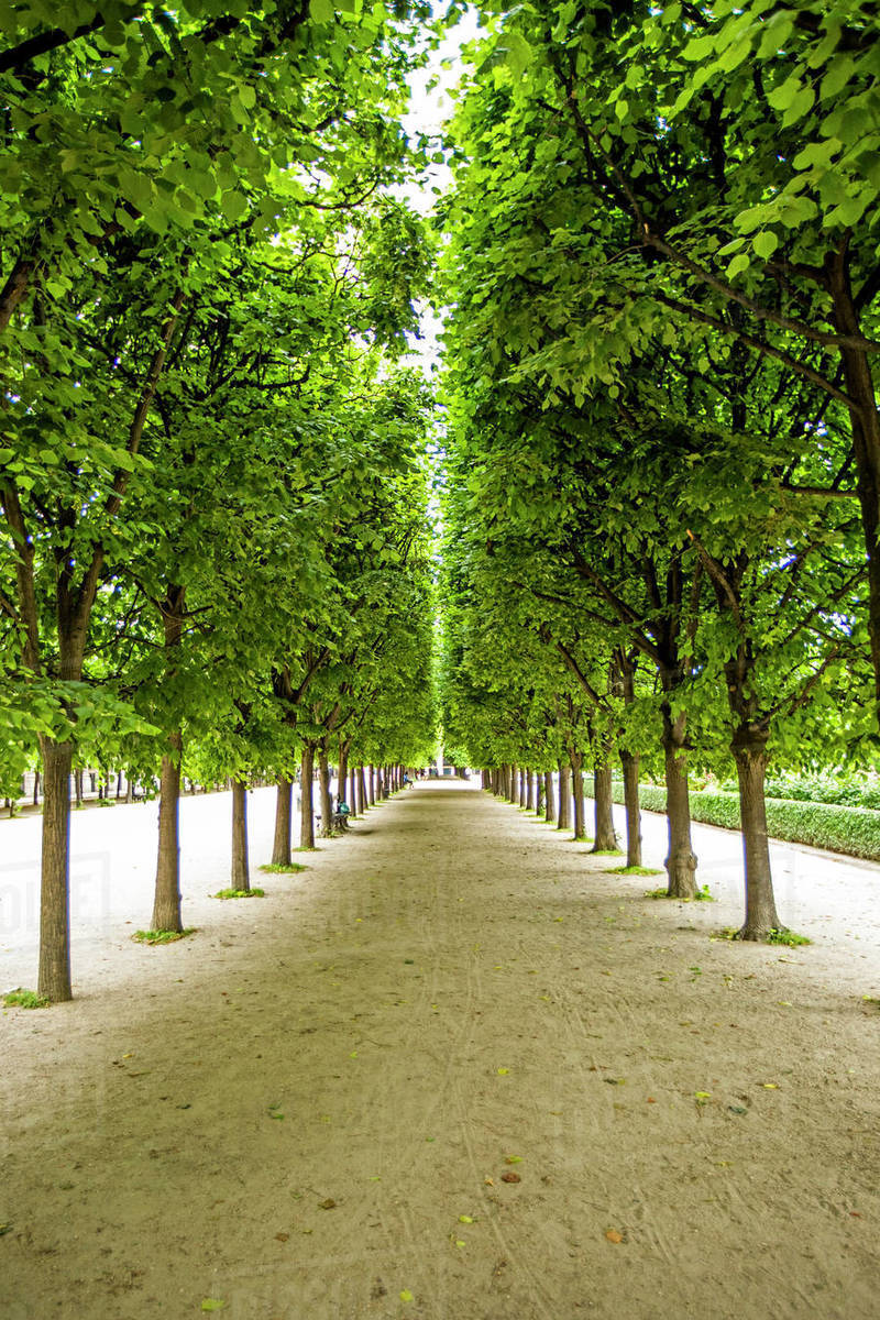 Rows of trees in Palais-Royal gardens in Paris, France - Royalty-free ...
