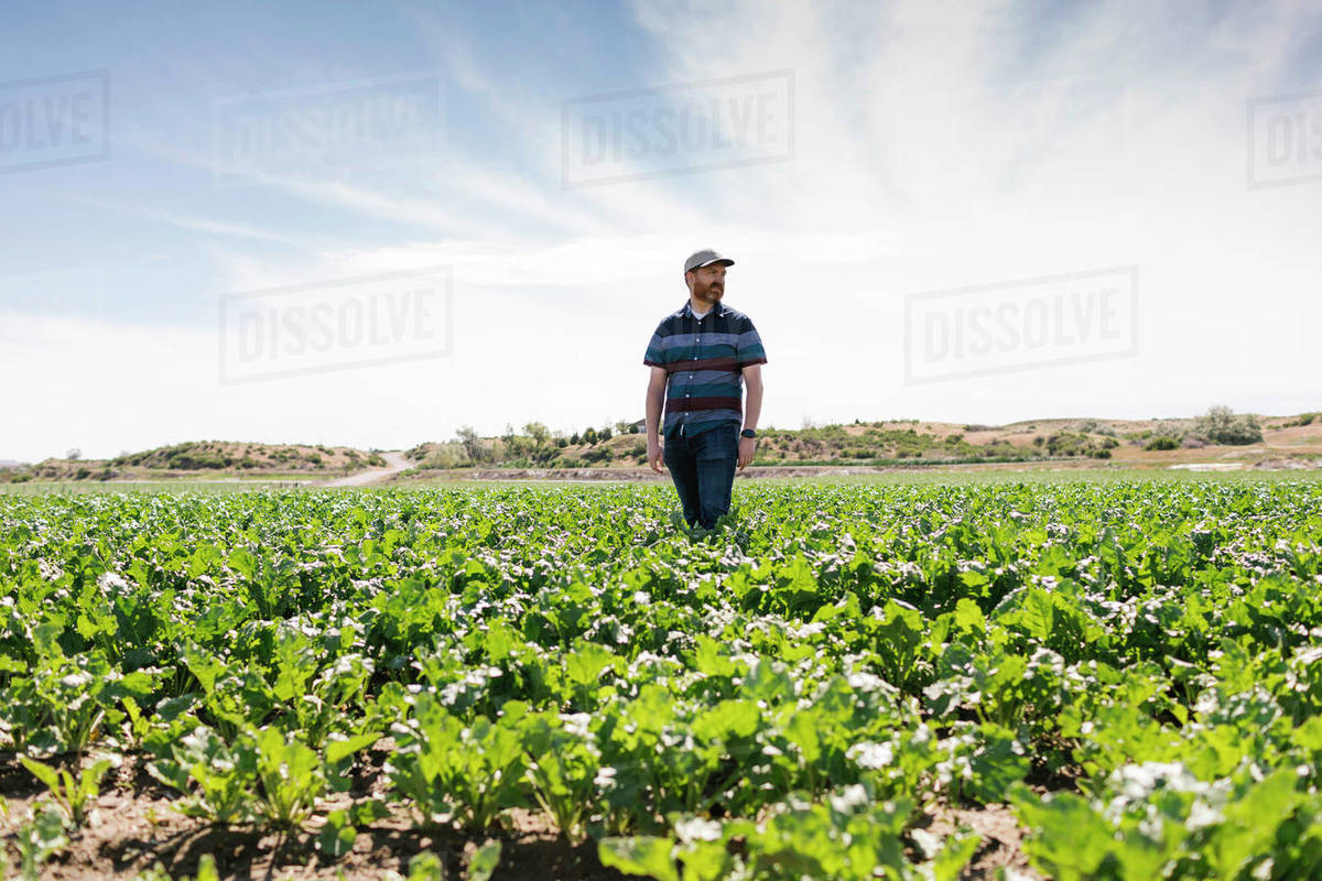 Man walking in crop field - Stock Photo - Dissolve