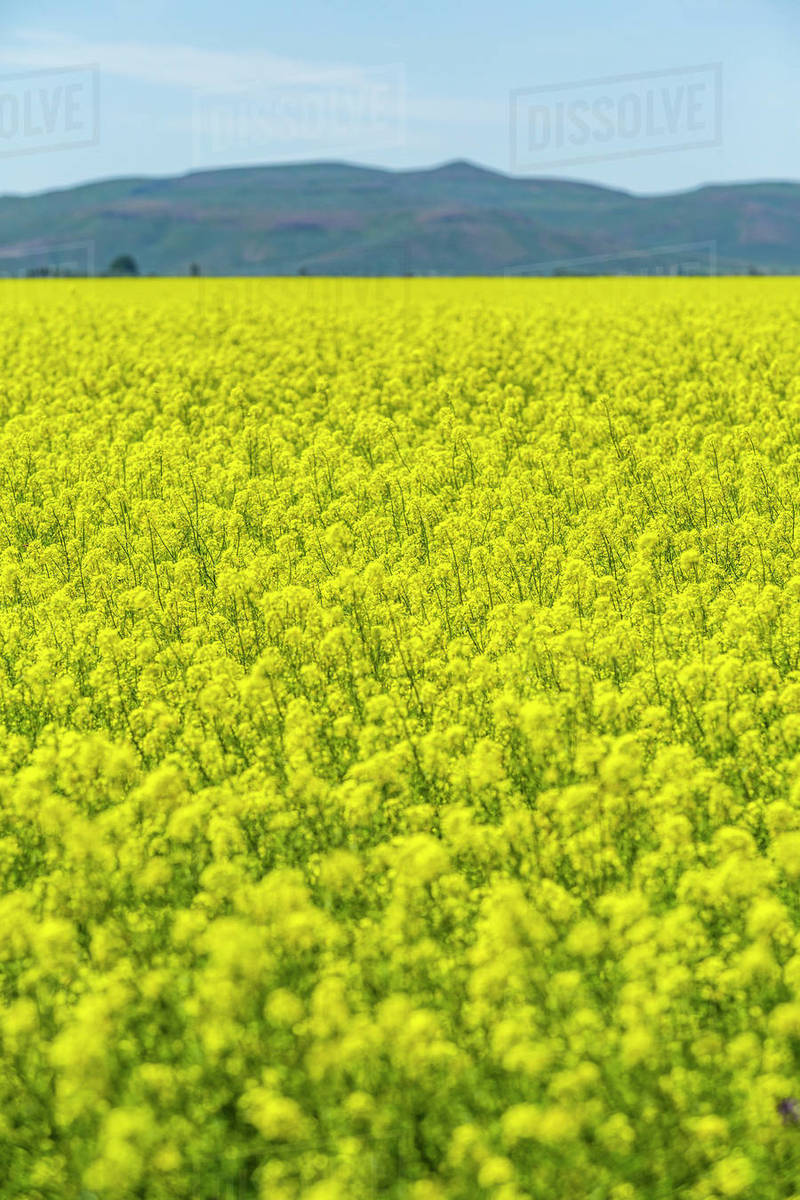 Yellow rapeseed field in Bellevue, Idaho, USA - Royalty-free Stock ...