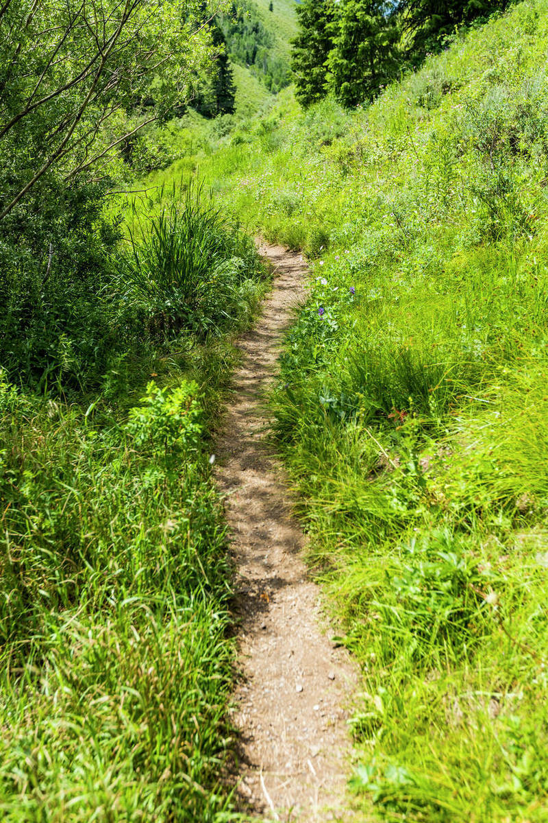 Path through grass in Sun Valley, Idaho, USA - Stock Photo - Dissolve