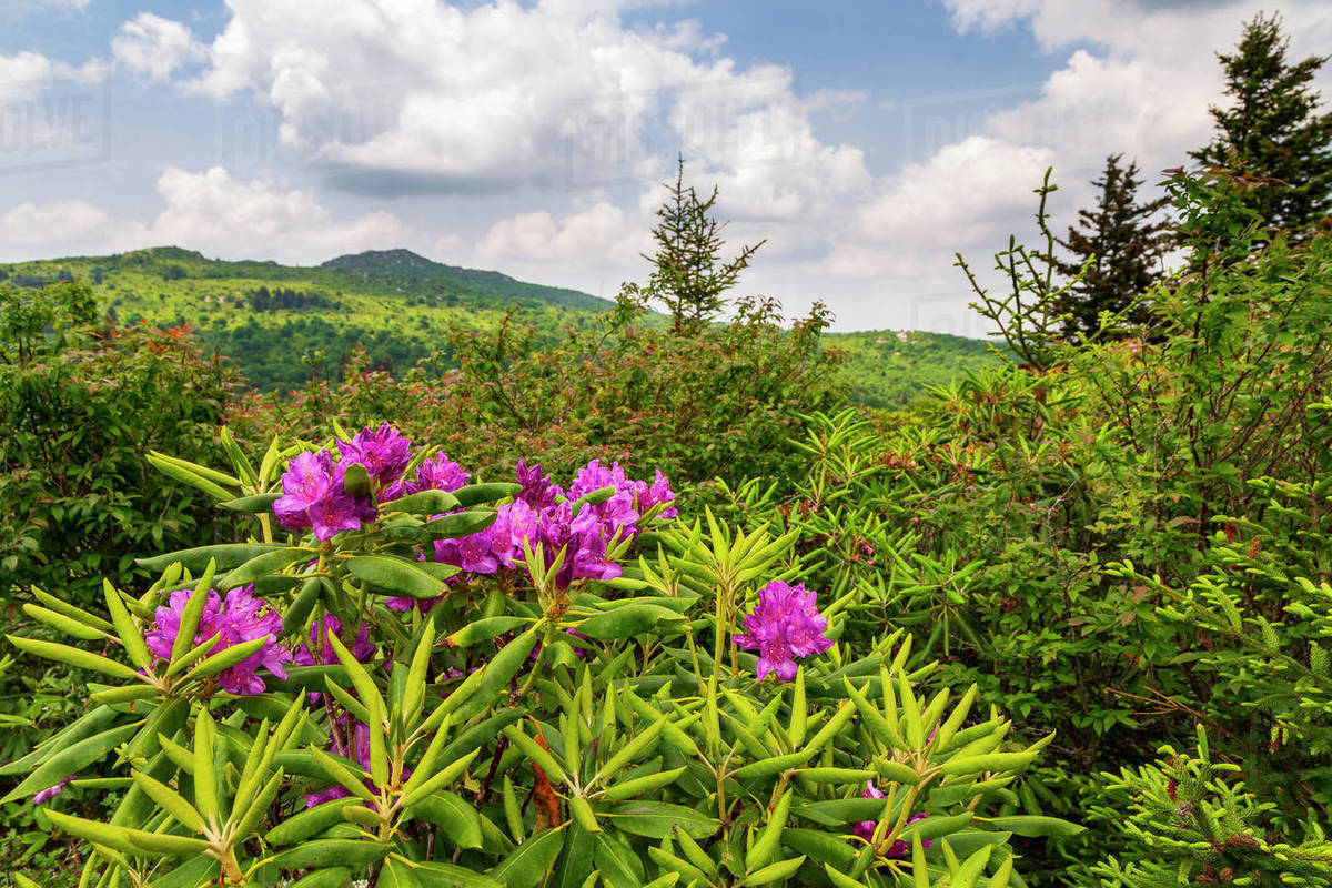 Purple flowers in Grayson Highlands State Park, USA - Stock Photo ...