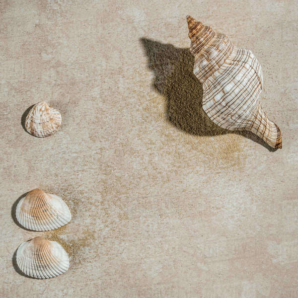 Seashells on beige surface - Royalty-free Stock Photo | Dissolve