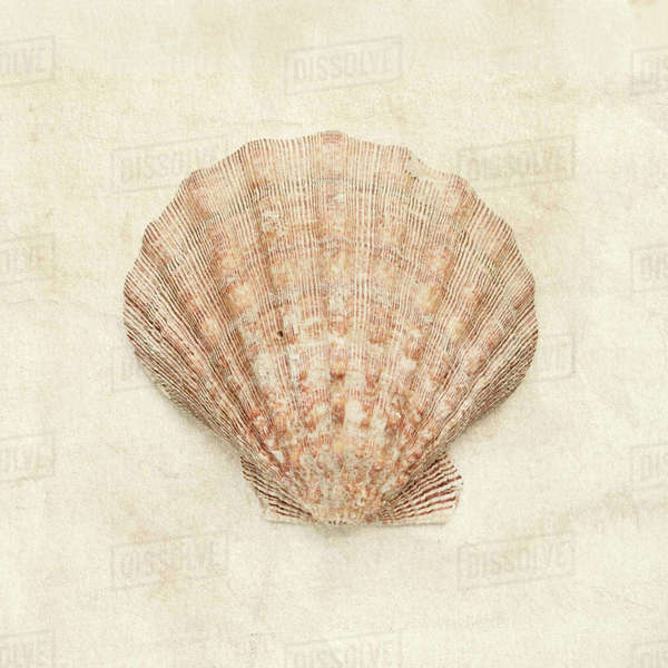 Scallop shell - Royalty-free Stock Photo | Dissolve