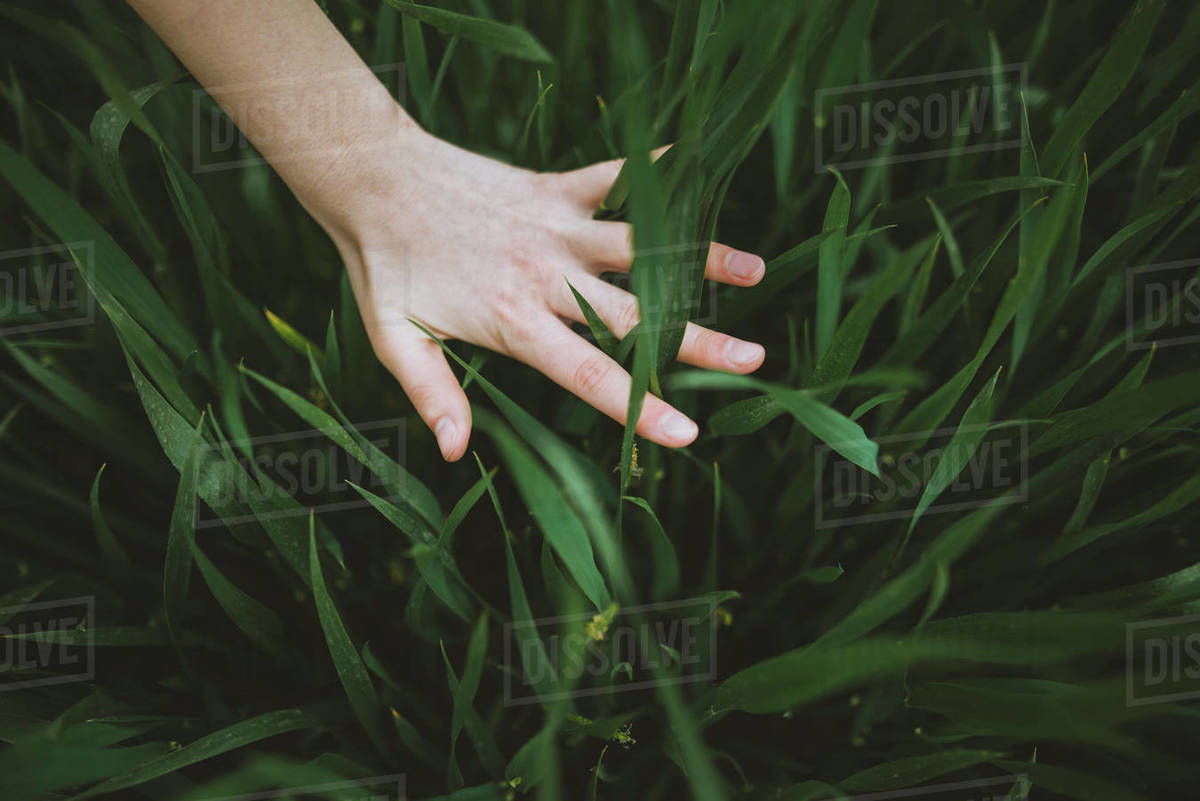 Woman's hand touching grass - Royalty-free Stock Photo | Dissolve