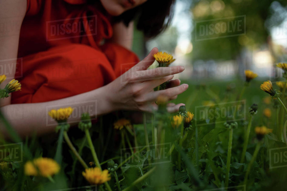 Hand of woman picking flowers - Royalty-free Stock Photo | Dissolve