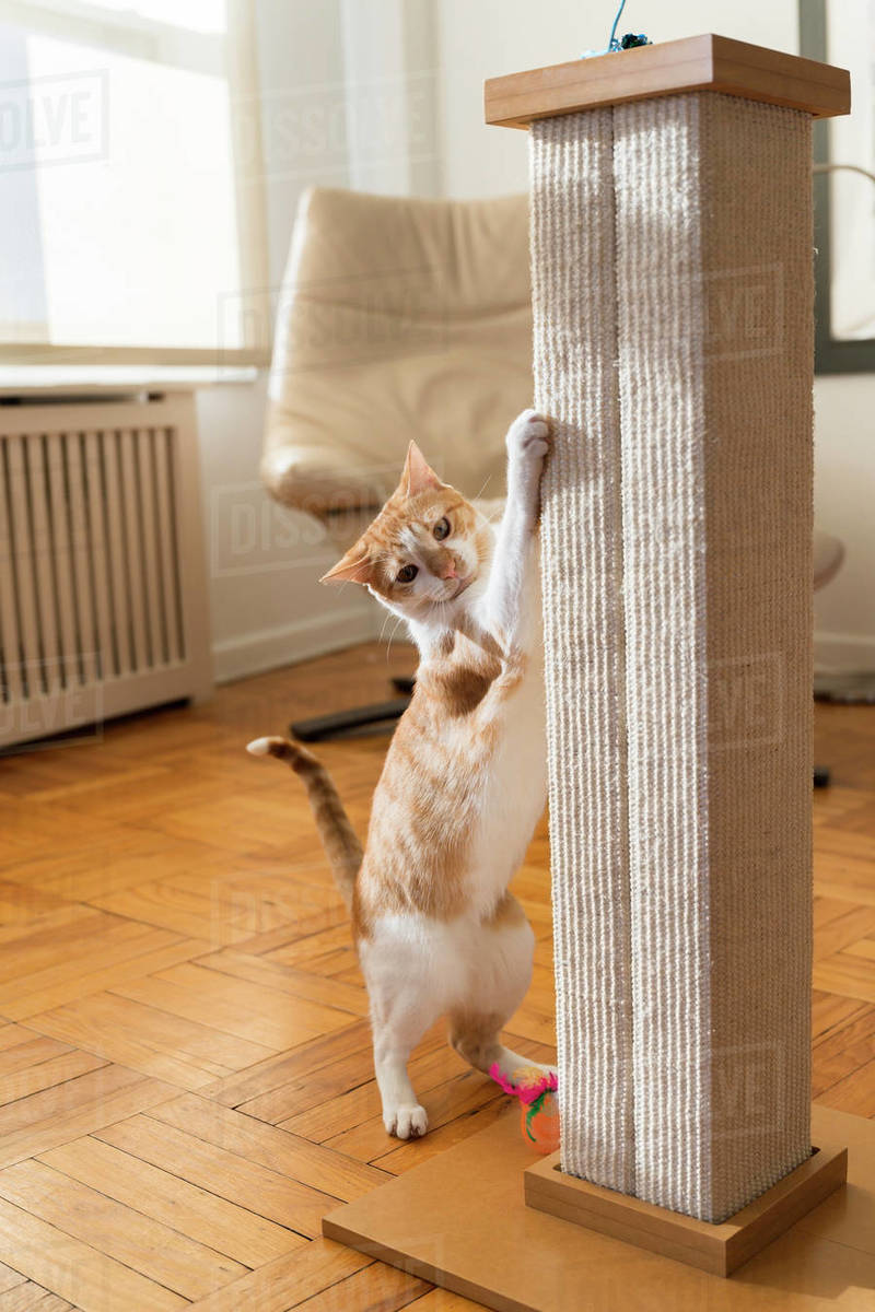 Cat using scratching pole - Royalty-free Stock Photo | Dissolve