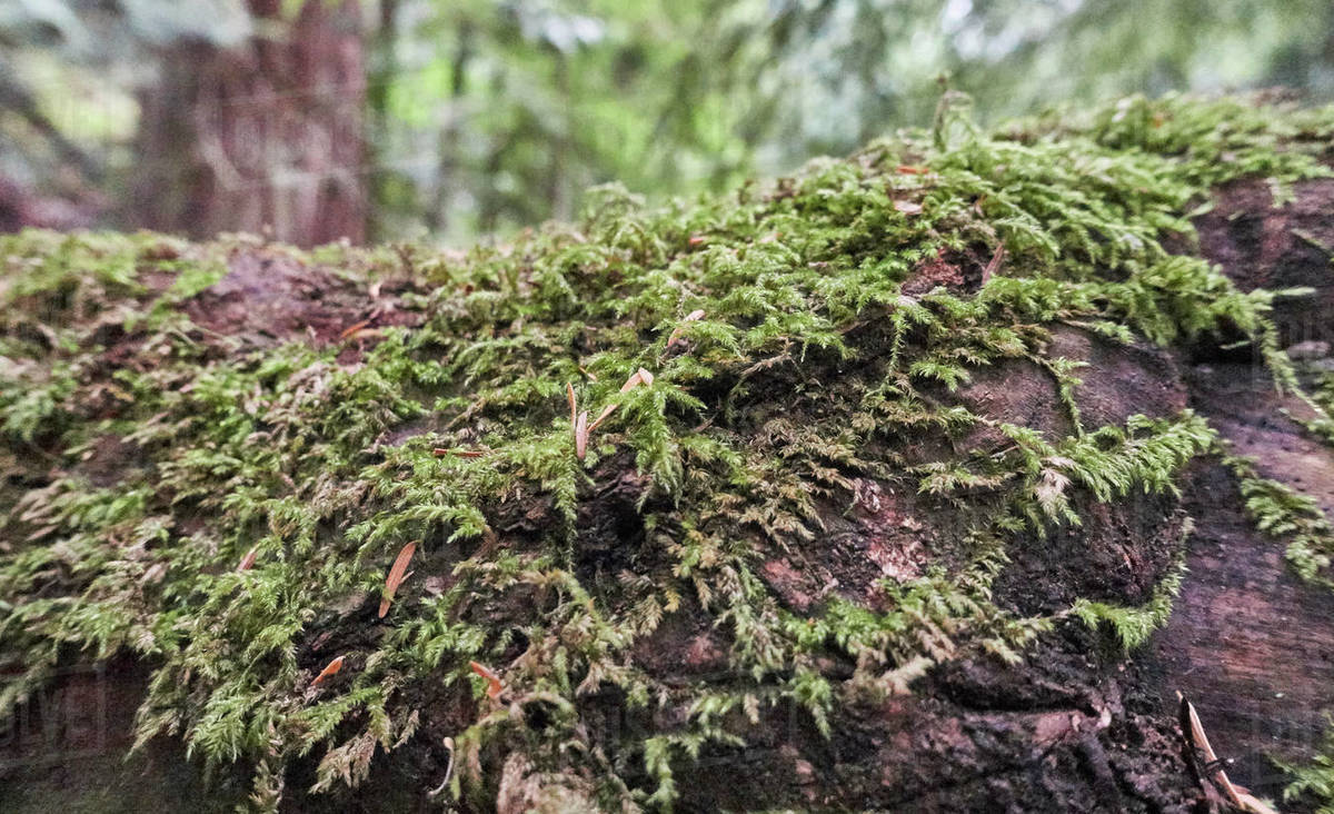 Moss on wood - Royalty-free Stock Photo | Dissolve