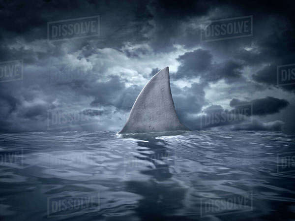Shark fin in ocean - Royalty-free Stock Photo | Dissolve