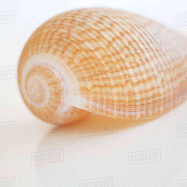 Studio shot of seashell - Stock Photo - Dissolve