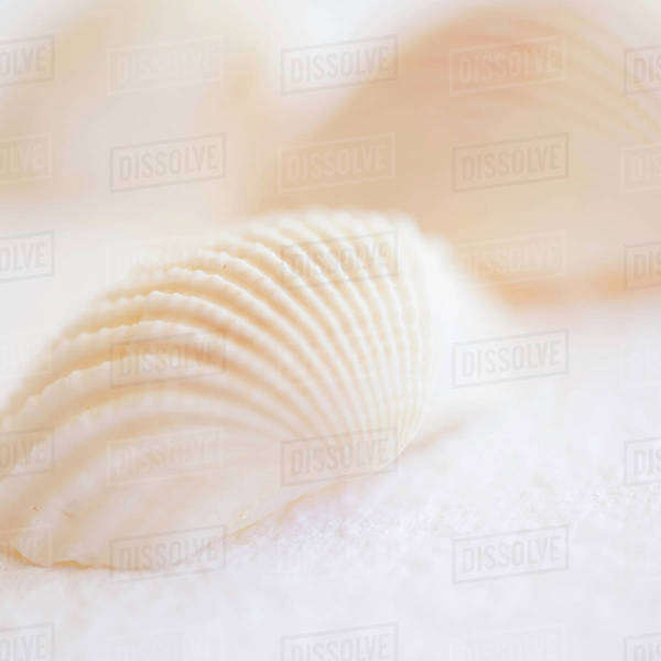 Studio shot of seashell - Royalty-free Stock Photo | Dissolve