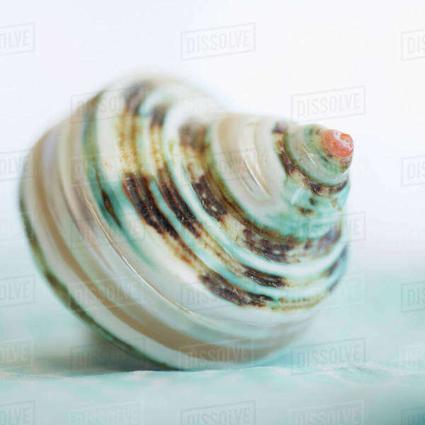 Studio shot of seashell - Royalty-free Stock Photo | Dissolve
