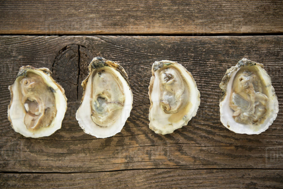 Studio shot of oysters - Royalty-free Stock Photo | Dissolve