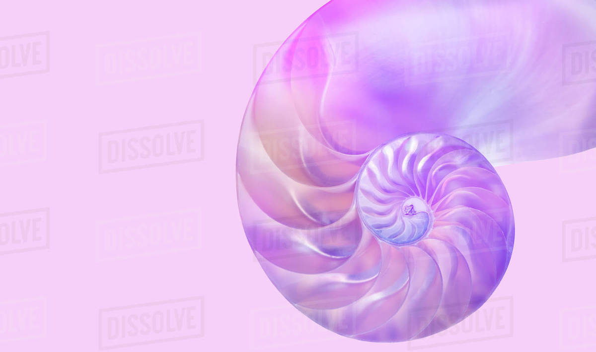 Nautilus shell on pink background - Stock Photo - Dissolve