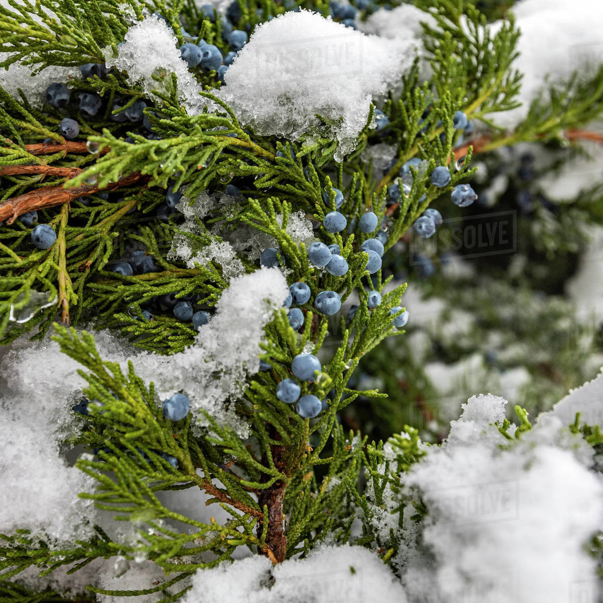 Close up of juniper tree covered with snow - Royalty-free Stock Photo ...