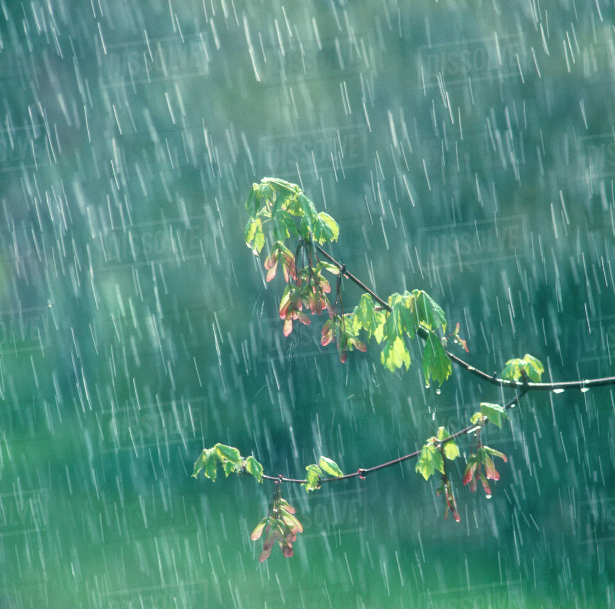 Leafy branch in rain - Royalty-free Stock Photo | Dissolve