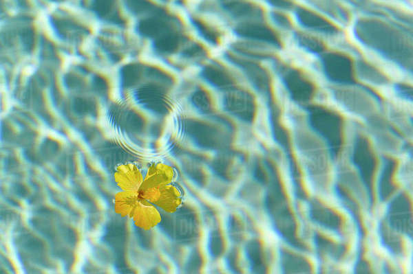 Yellow flower floating on water surface - Stock Photo - Dissolve