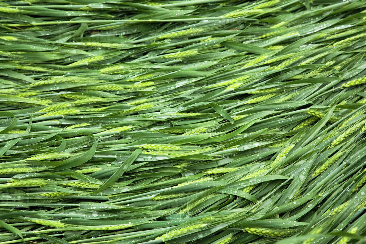 Barley, full frame, Virginia, USA - Royalty-free Stock Photo | Dissolve